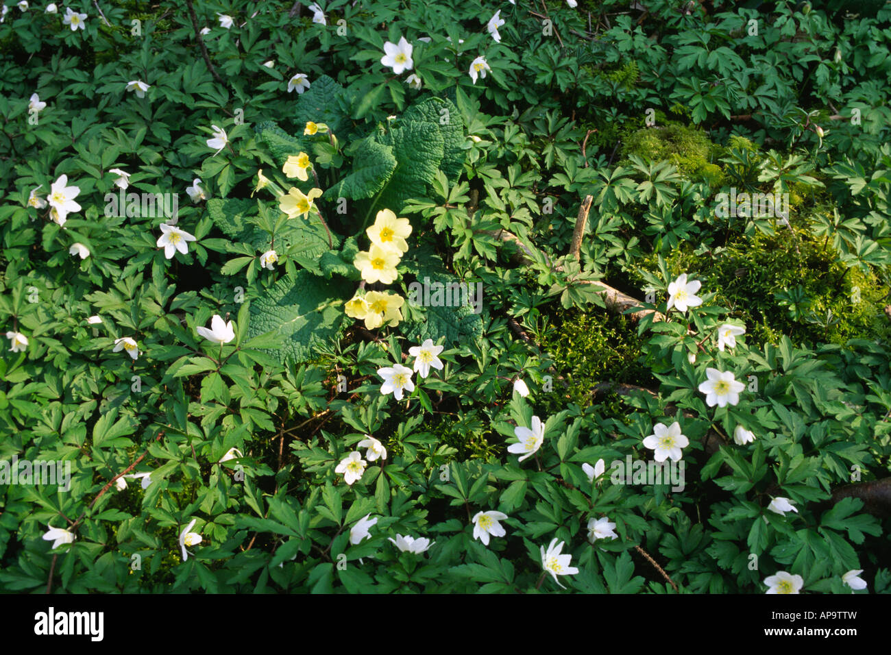 Primroses (Primula vulgaris) and Wood Anemones (Anemone nemorosa ...