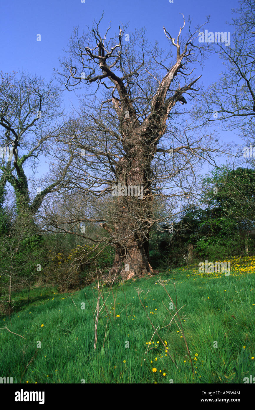 Old sessile oak wood hi-res stock photography and images - Alamy