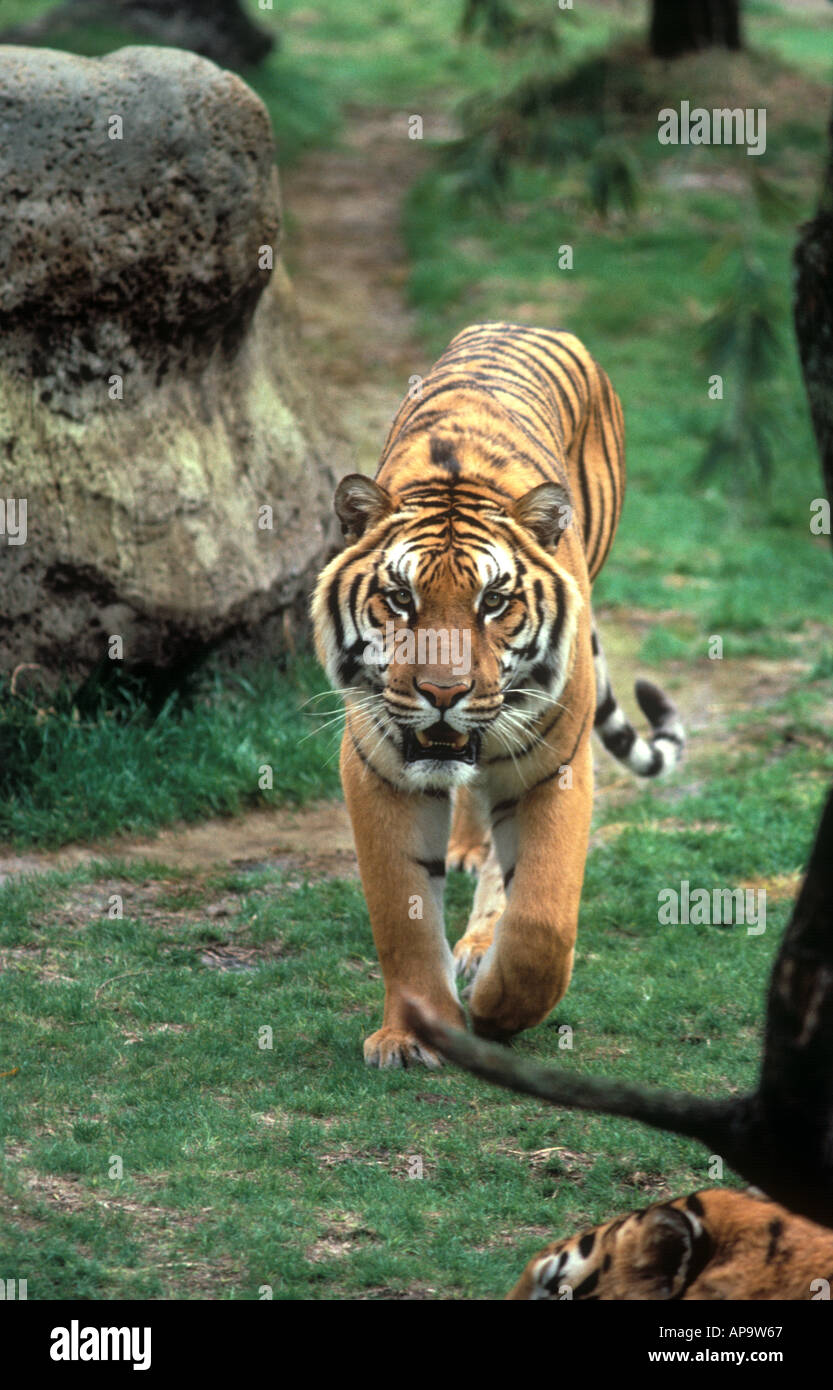 TIGER Bengal Stock Photo - Alamy