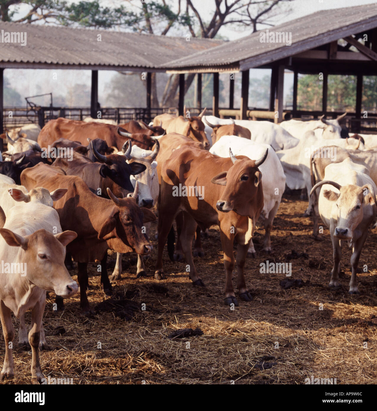 Native Thai cattle in enclosure on farm in Thailand Stock Photo - Alamy