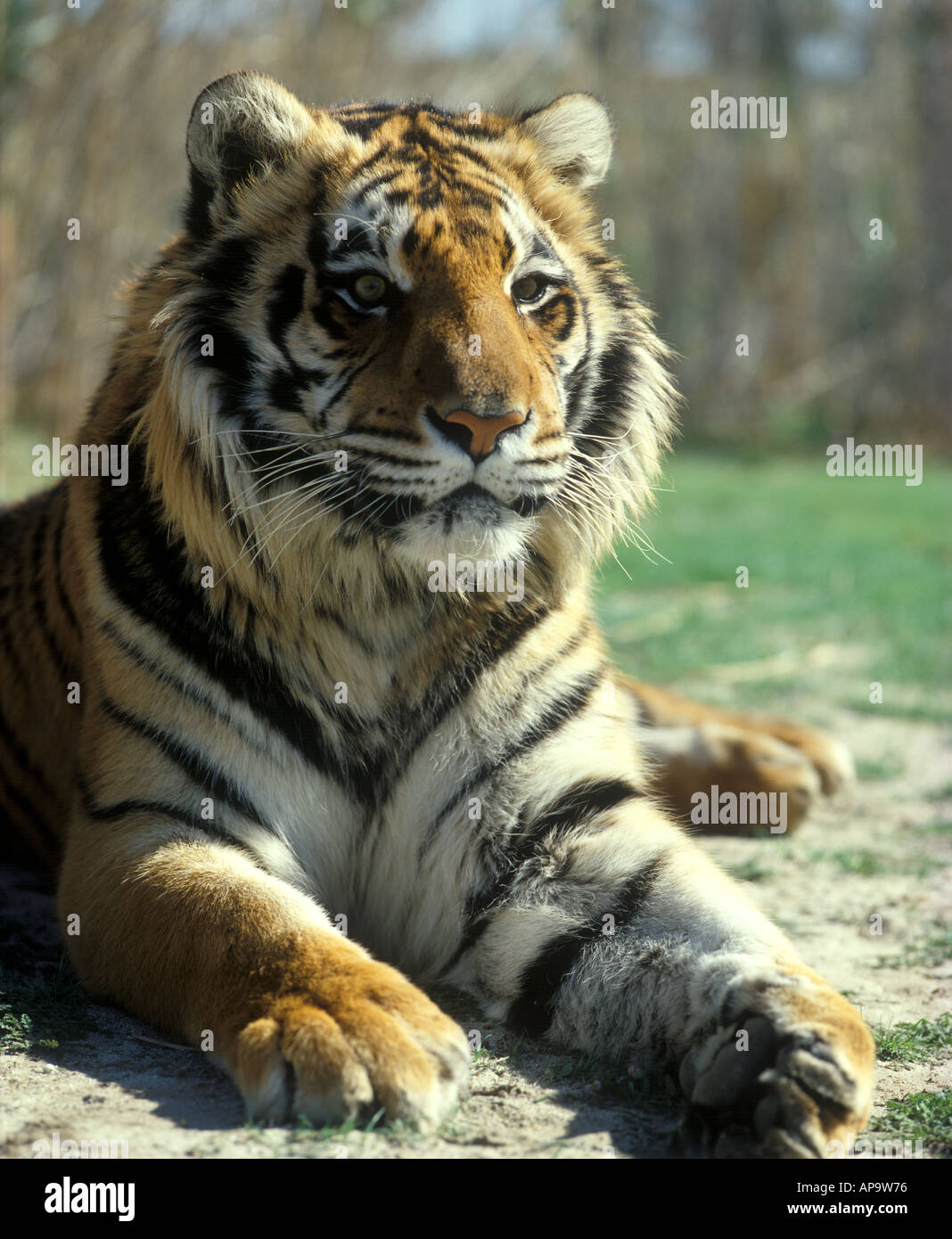 1309306 tiger bengal hi-res stock photography and images - Alamy