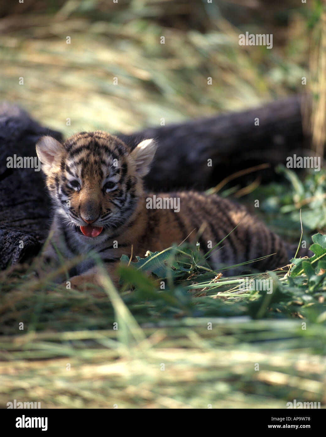 Weeks old bengal tiger hi-res stock photography and images - Alamy