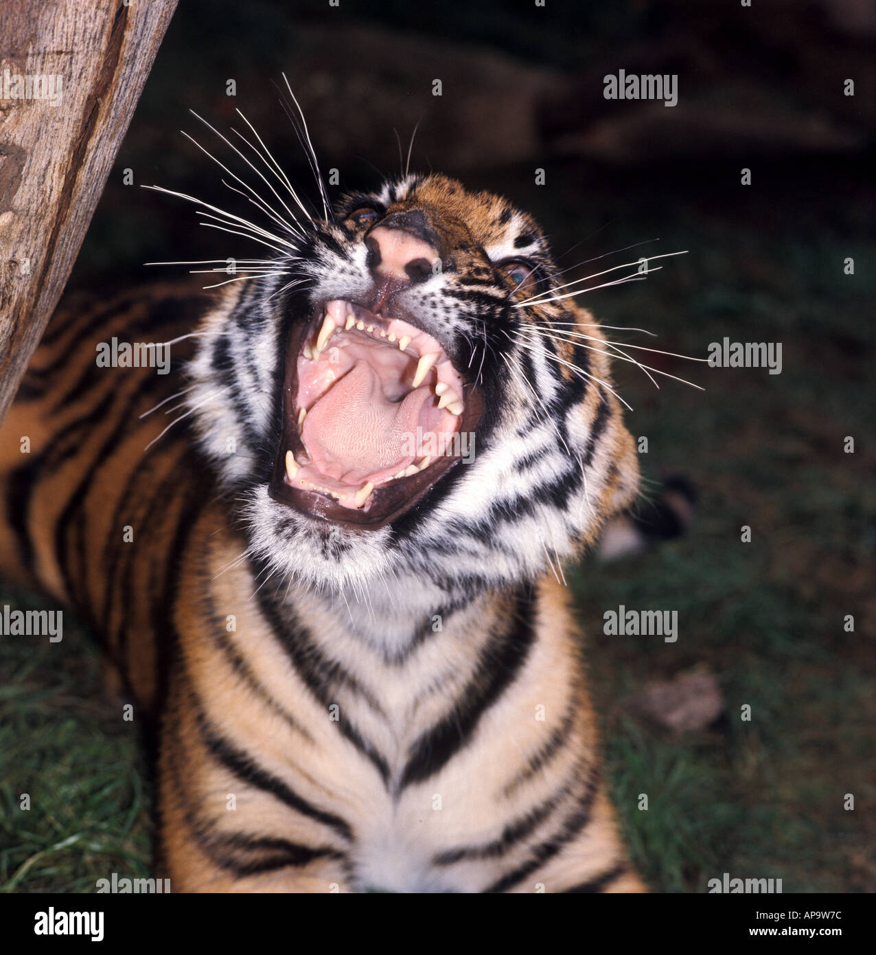 TIGER Bengal cub 6 months old Stock Photo - Alamy