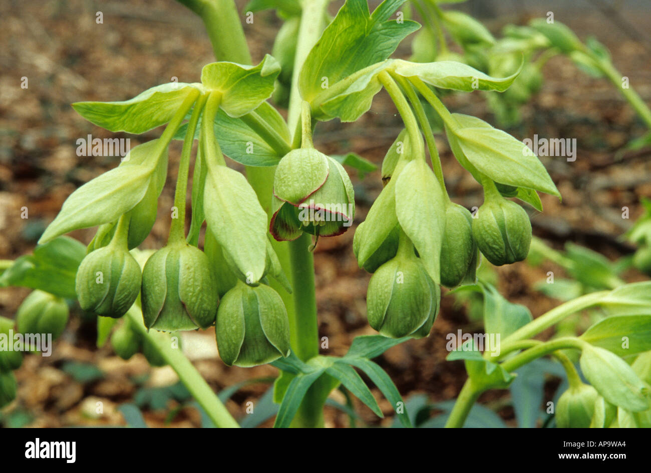 Hellebore january flowering hi-res stock photography and images - Alamy