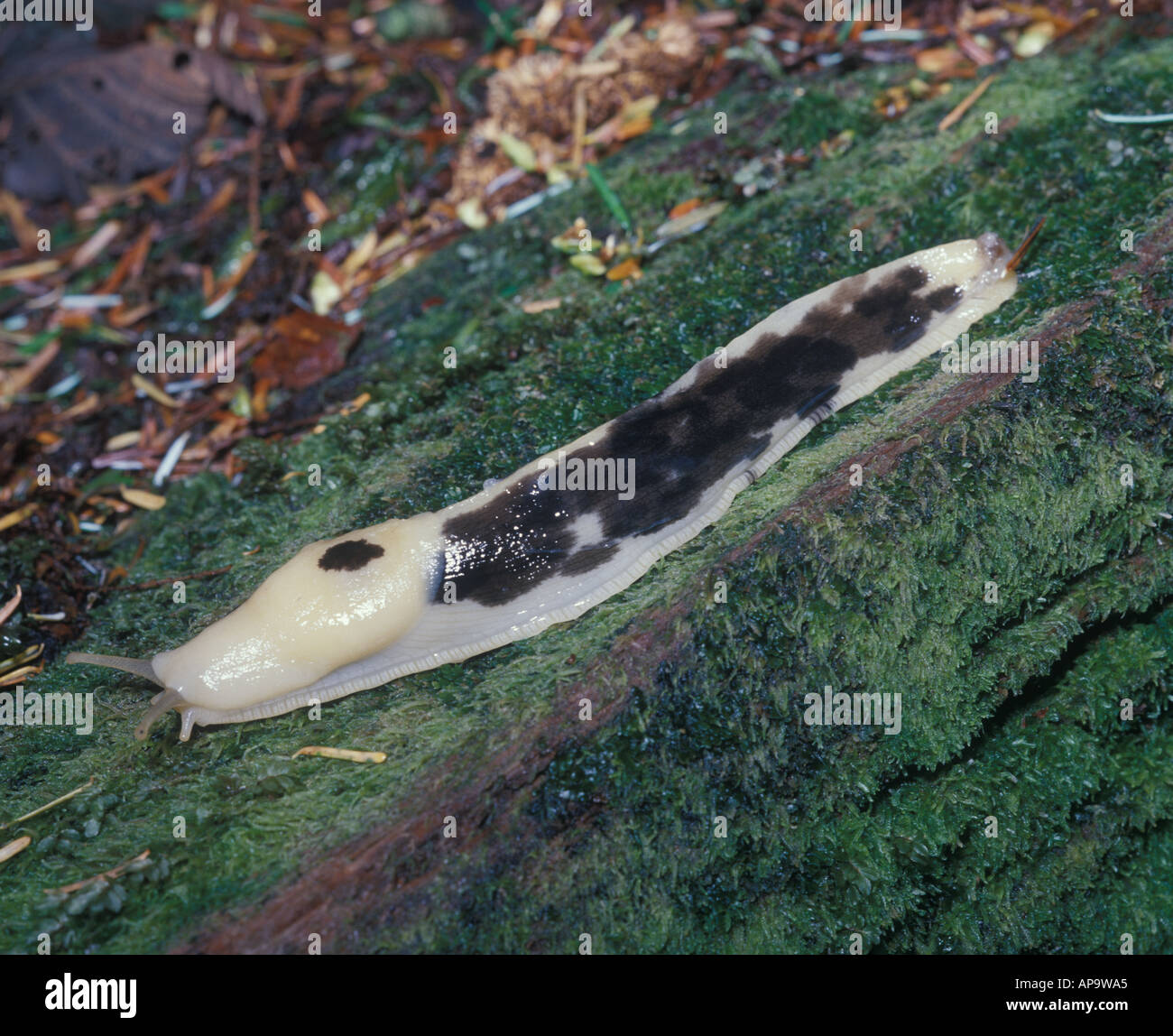 Banana slug olympic national park hi-res stock photography and images ...