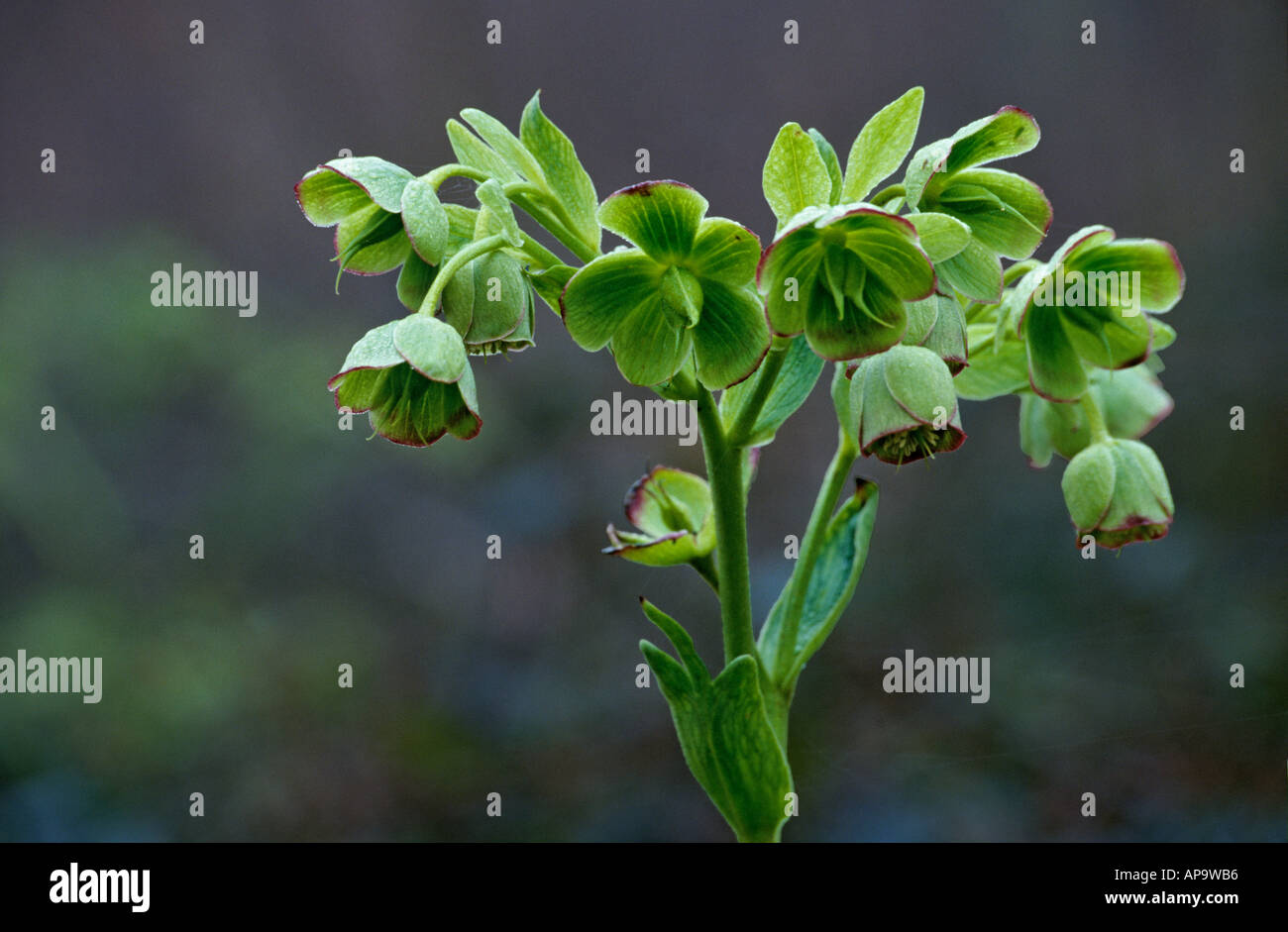 Hellebore january flowering hi-res stock photography and images - Alamy