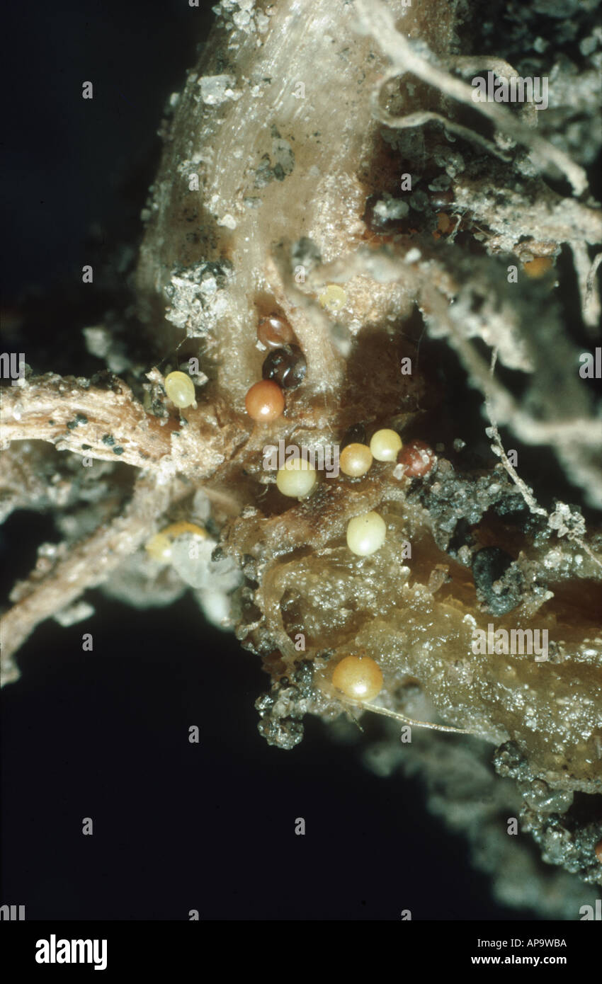 Golden potato cyst nematode Globodera rostochiensis cysts on potato ...