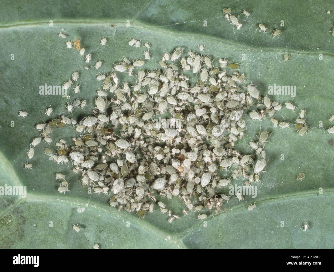 Mealy cabbage aphid Brevicoryne brassicae colony on brassica leaf Stock ...