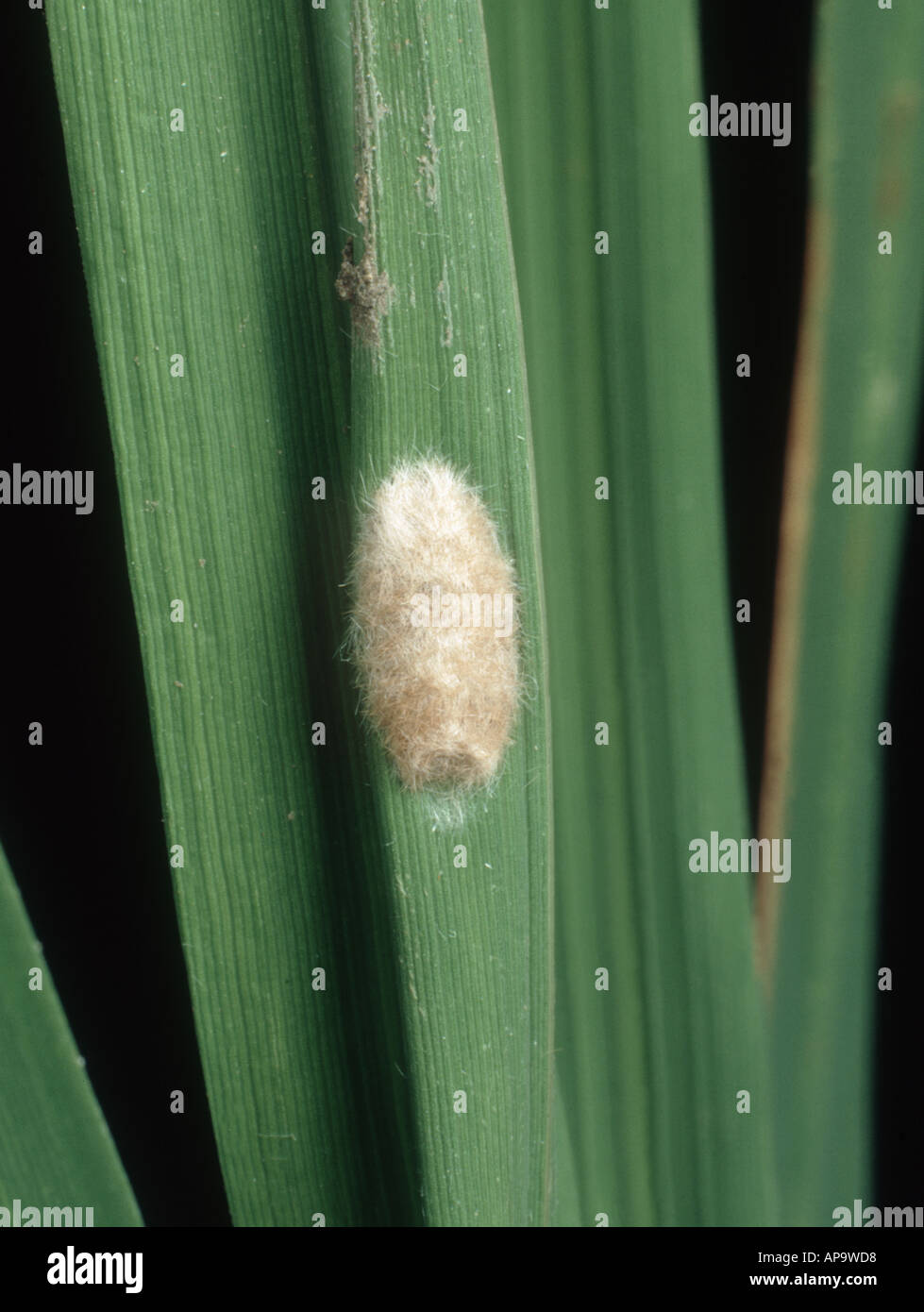 Yellow stem borer Scirpophaga incertulas egg mass on rice stem Stock ...
