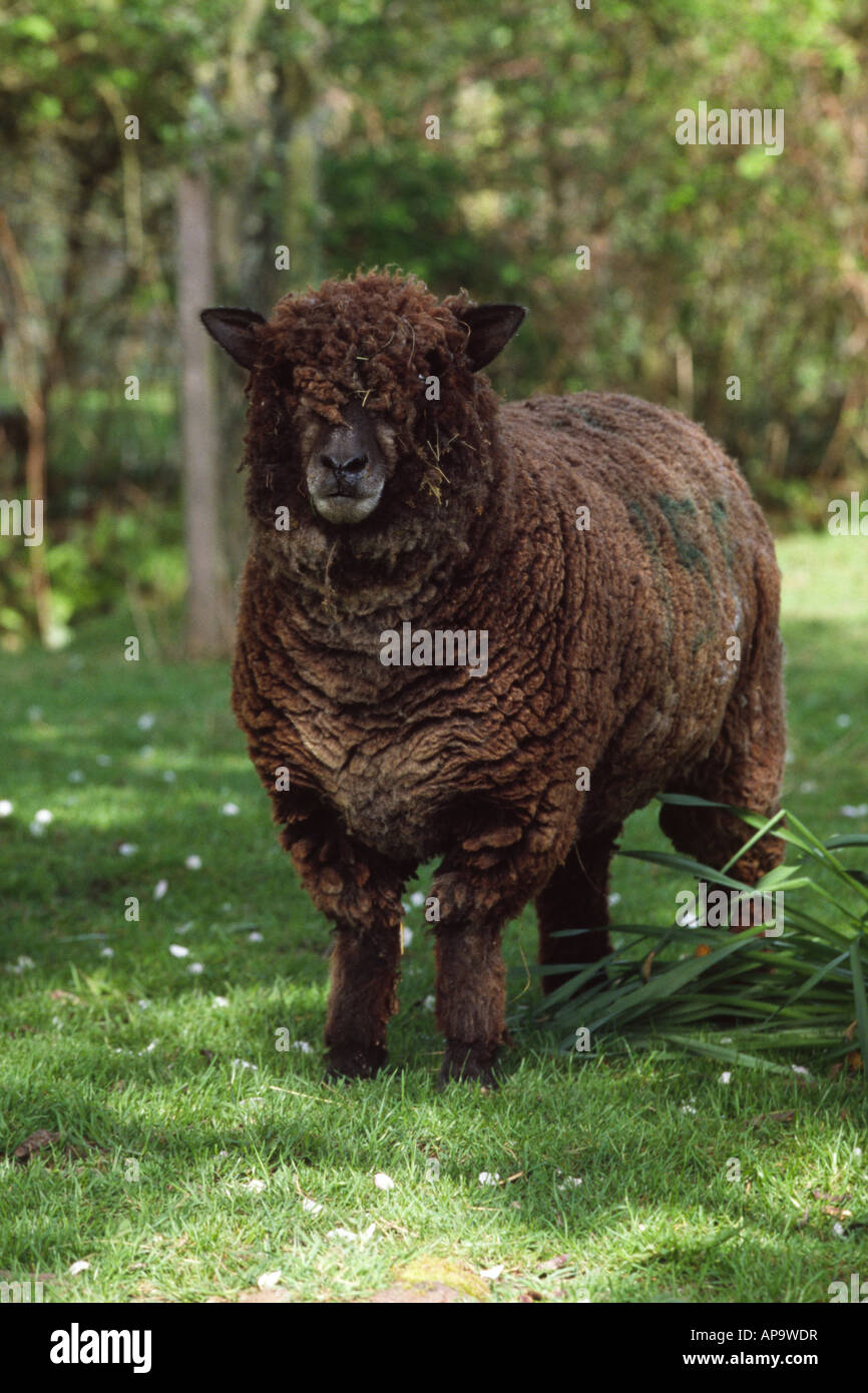 Ryeland sheep hi-res stock photography and images - Alamy
