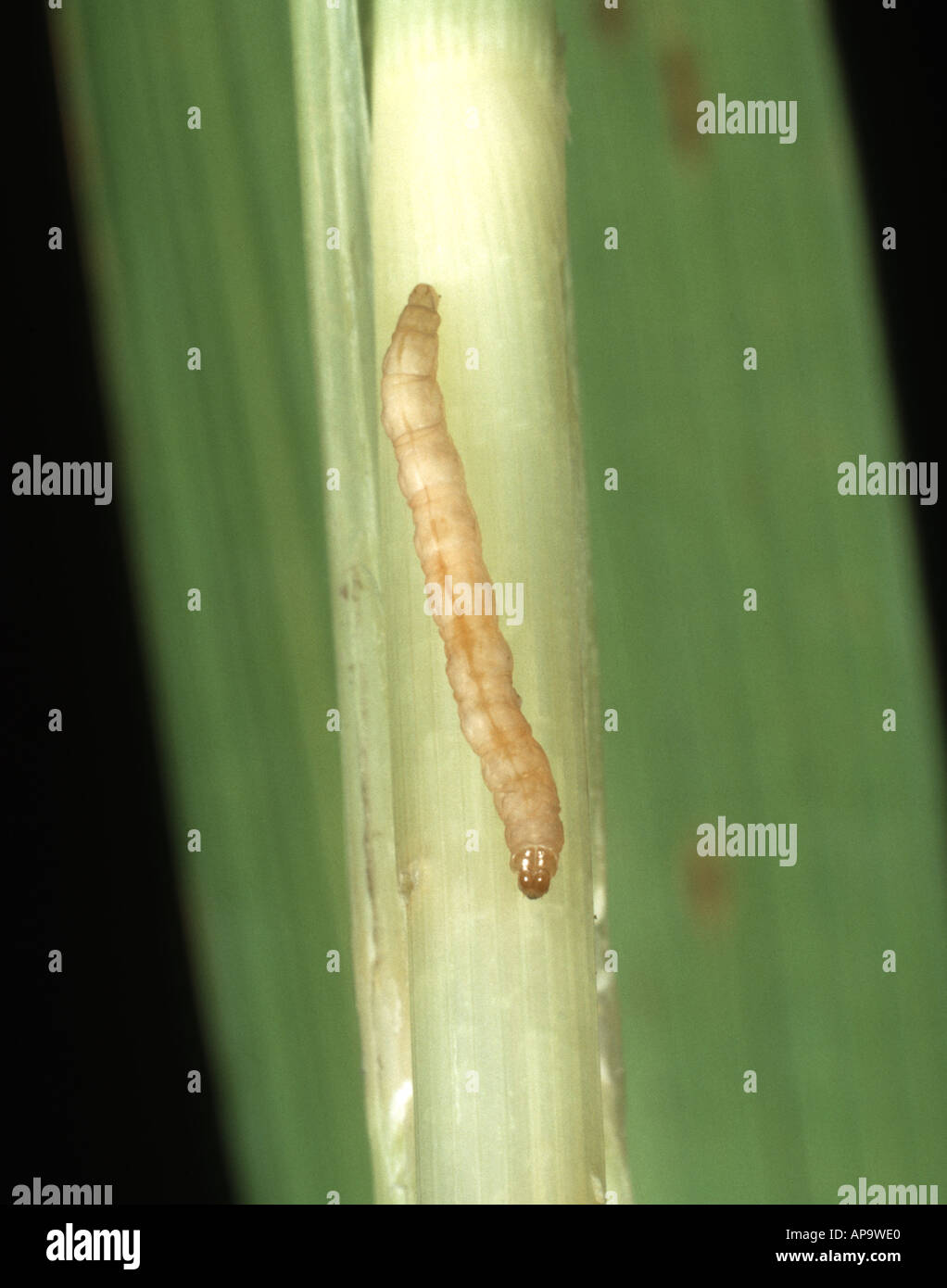 Yellow stem borer Scirpophaga incertulas caterpillar on a rice plant ...