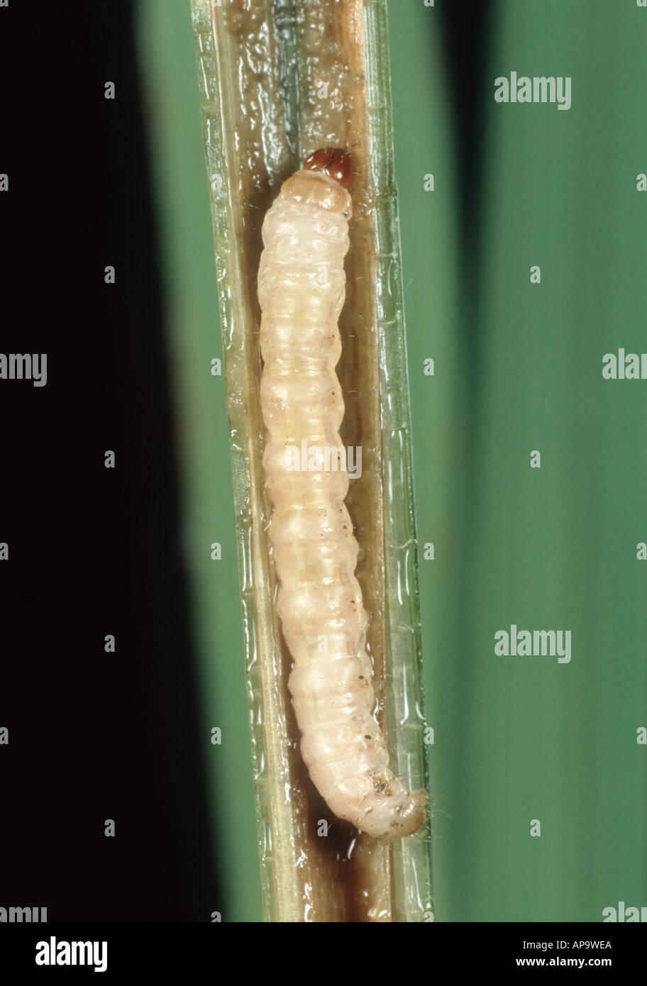 Yellow stem borer Scirpophaga incertulas caterpillar on a rice plant ...