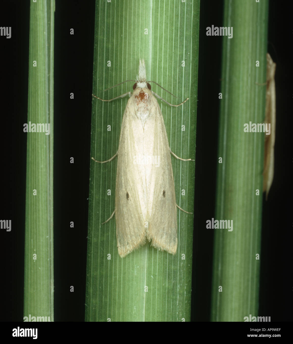 Yellow stem borer Scirpophaga incertulas moth on a rice plant stem ...