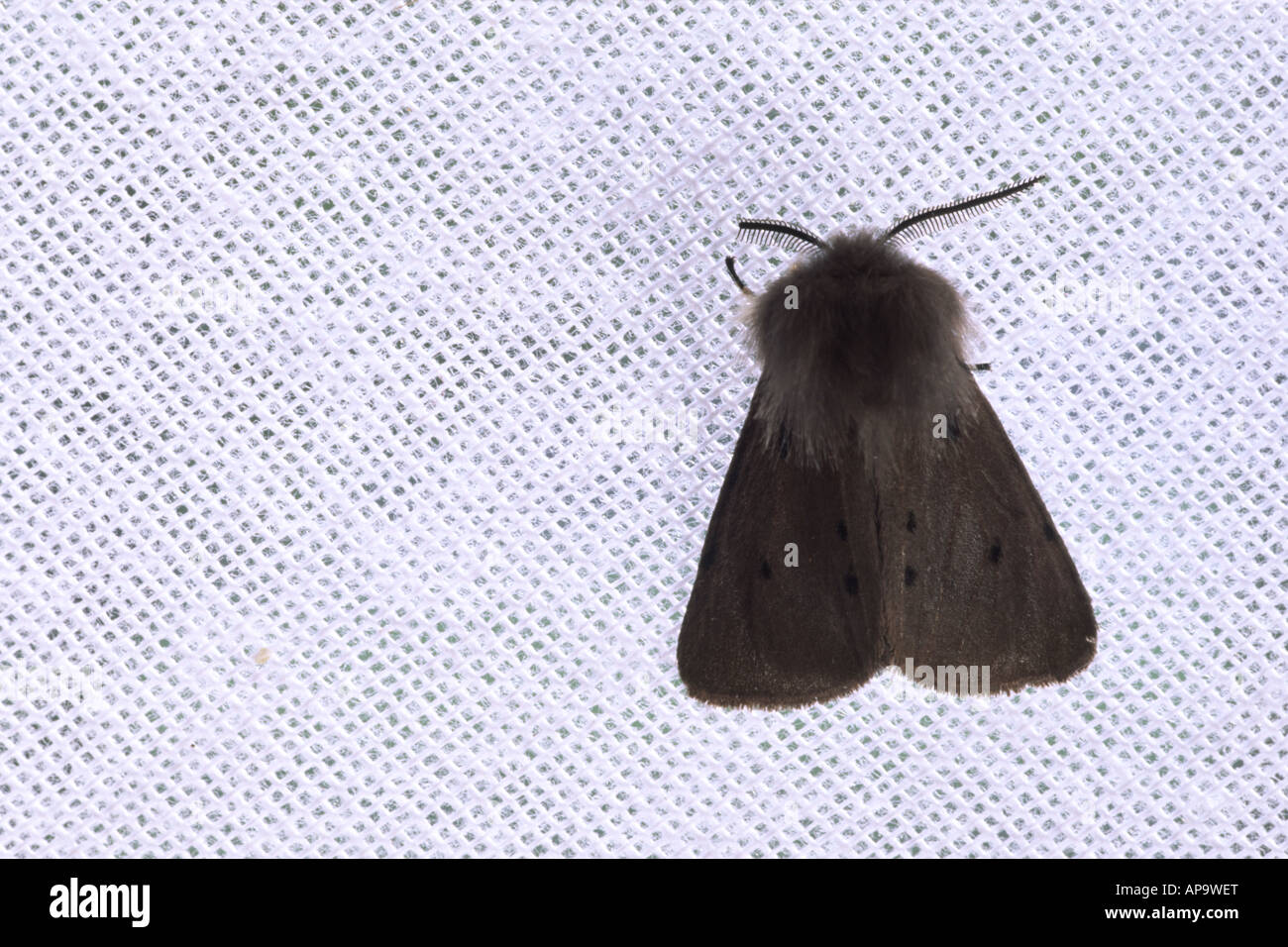 Male Muslin moth (Diaphora mendica). Powys, Wales Stock Photo - Alamy