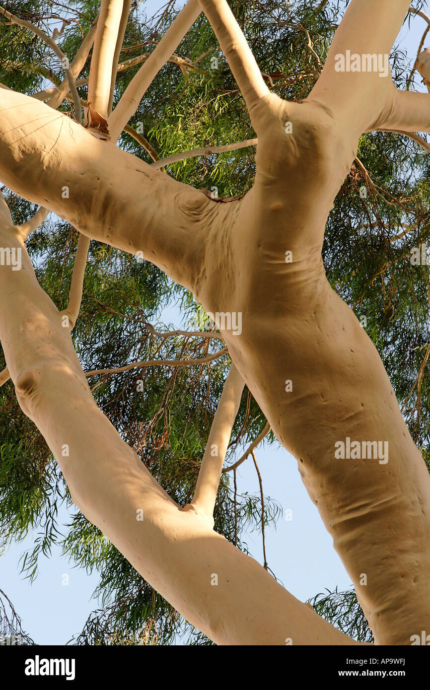 Nature eucalipt eucalyptus branches hi-res stock photography and images ...