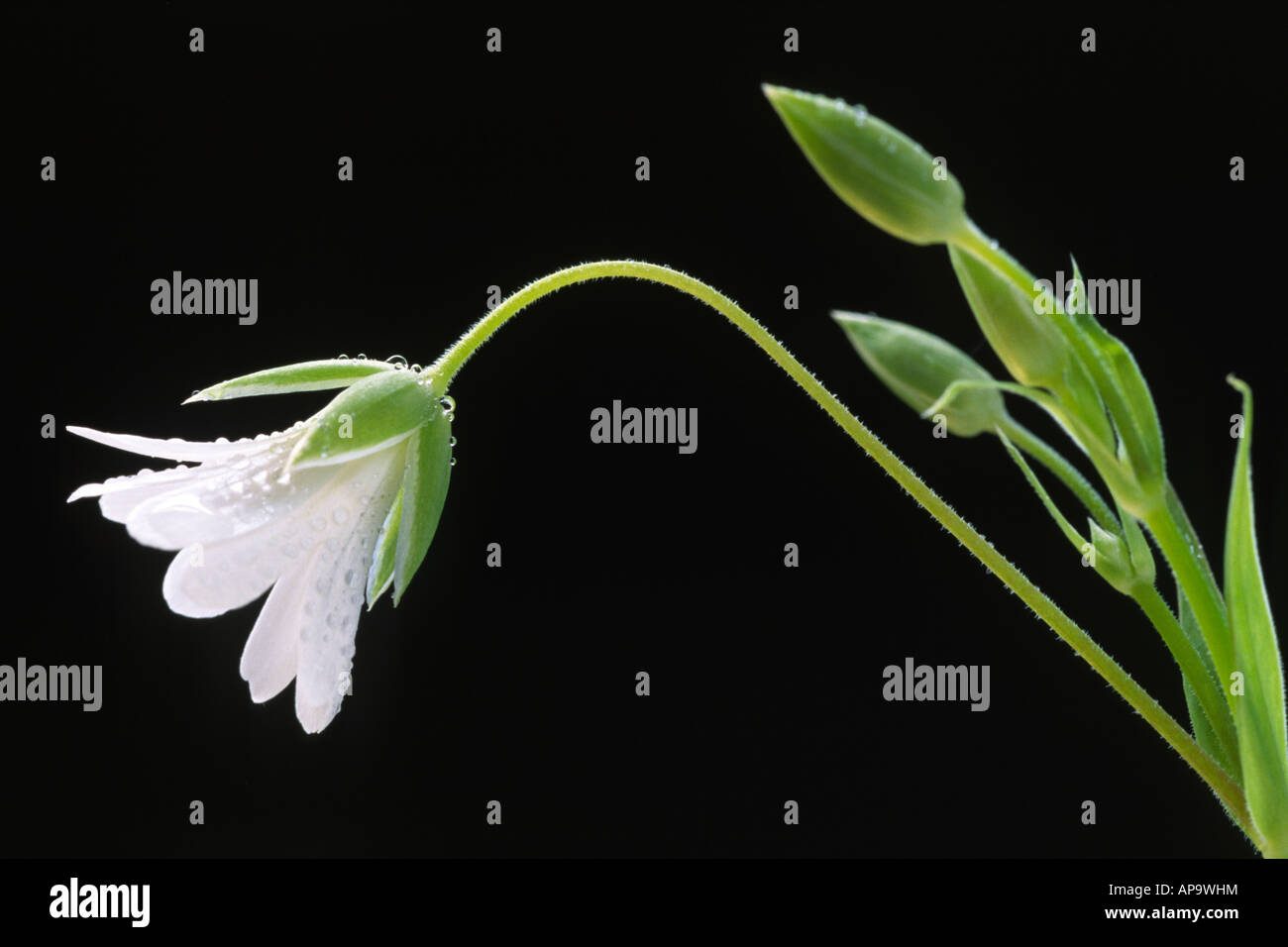 Flowers of Greater Stitchwort (Stellaria holostea Stock Photo - Alamy