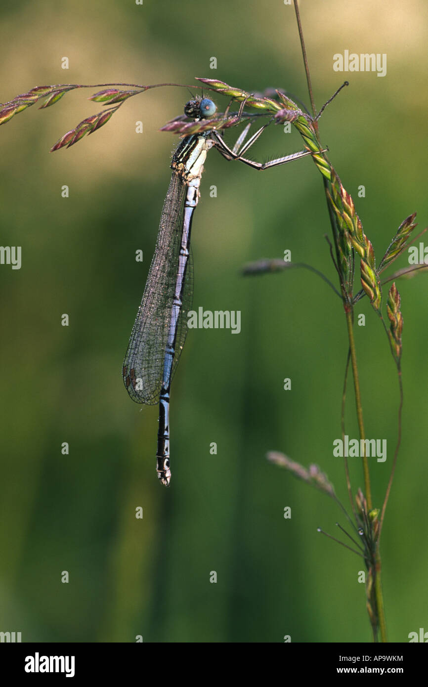 White damsel hi-res stock photography and images - Alamy