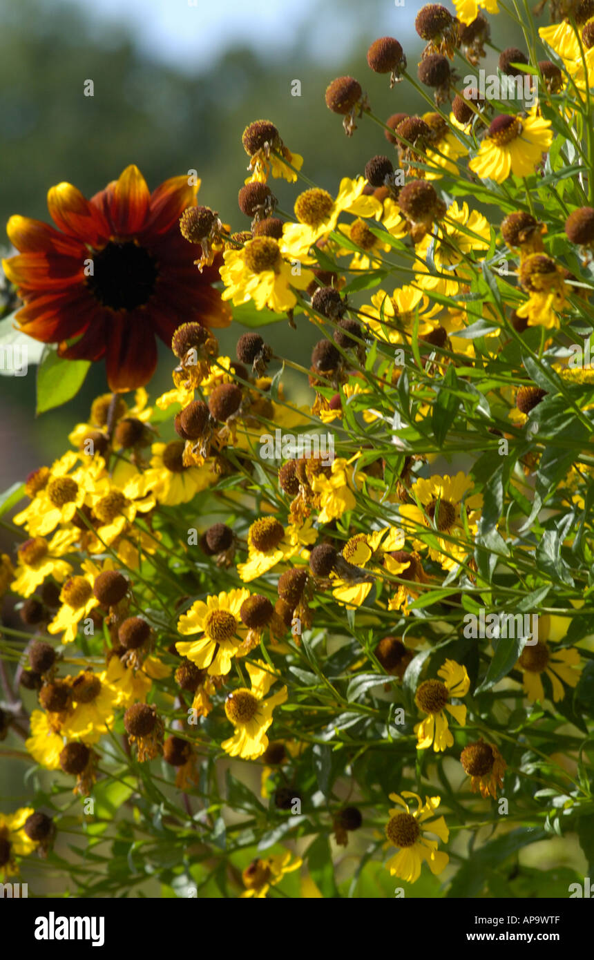 Group of yellow flowers in an English Country Garden, England, UK Stock ...