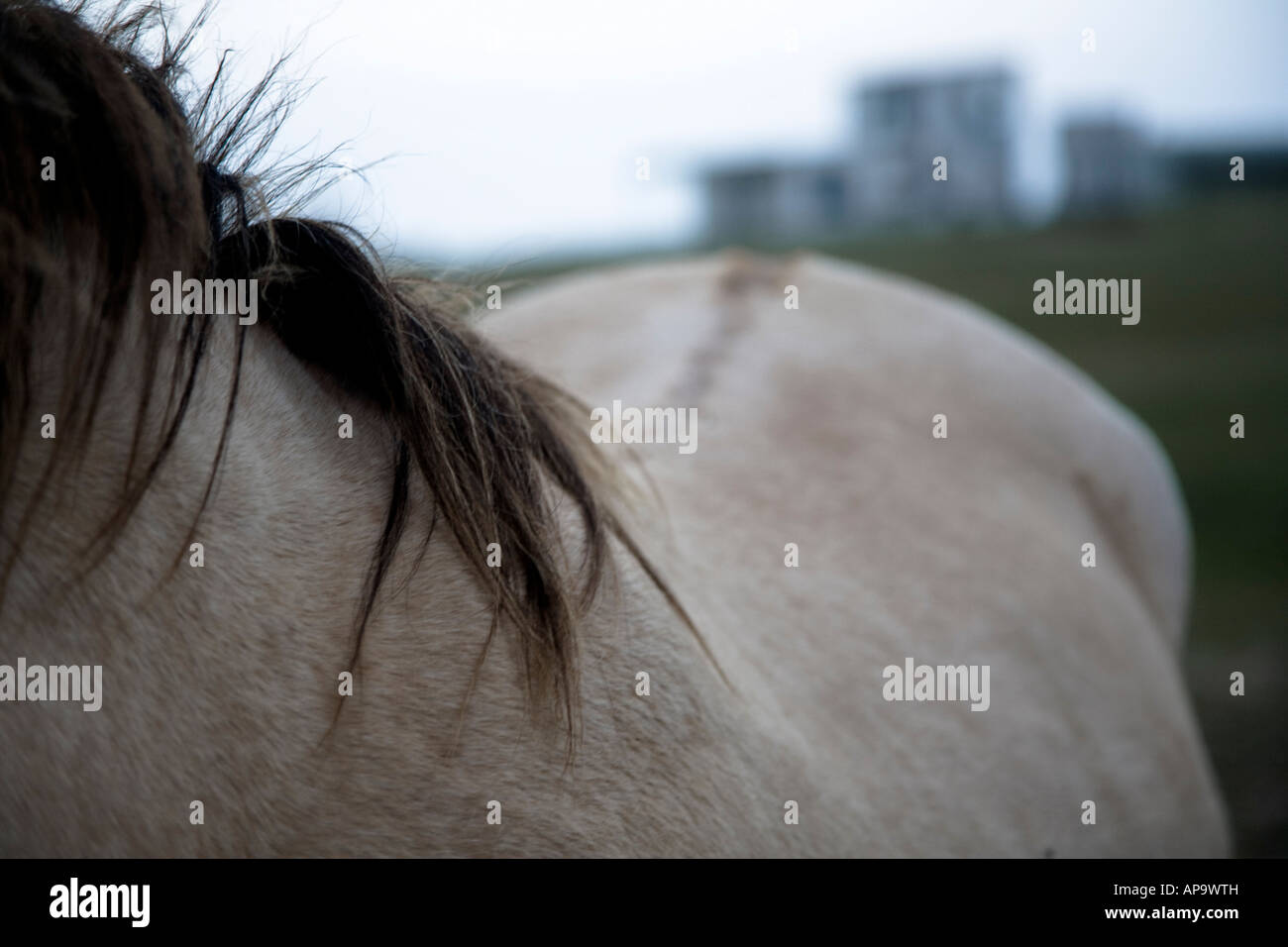 Back of a horse Stock Photo - Alamy