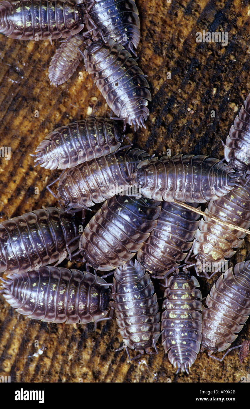 Isopoda hi-res stock photography and images - Alamy