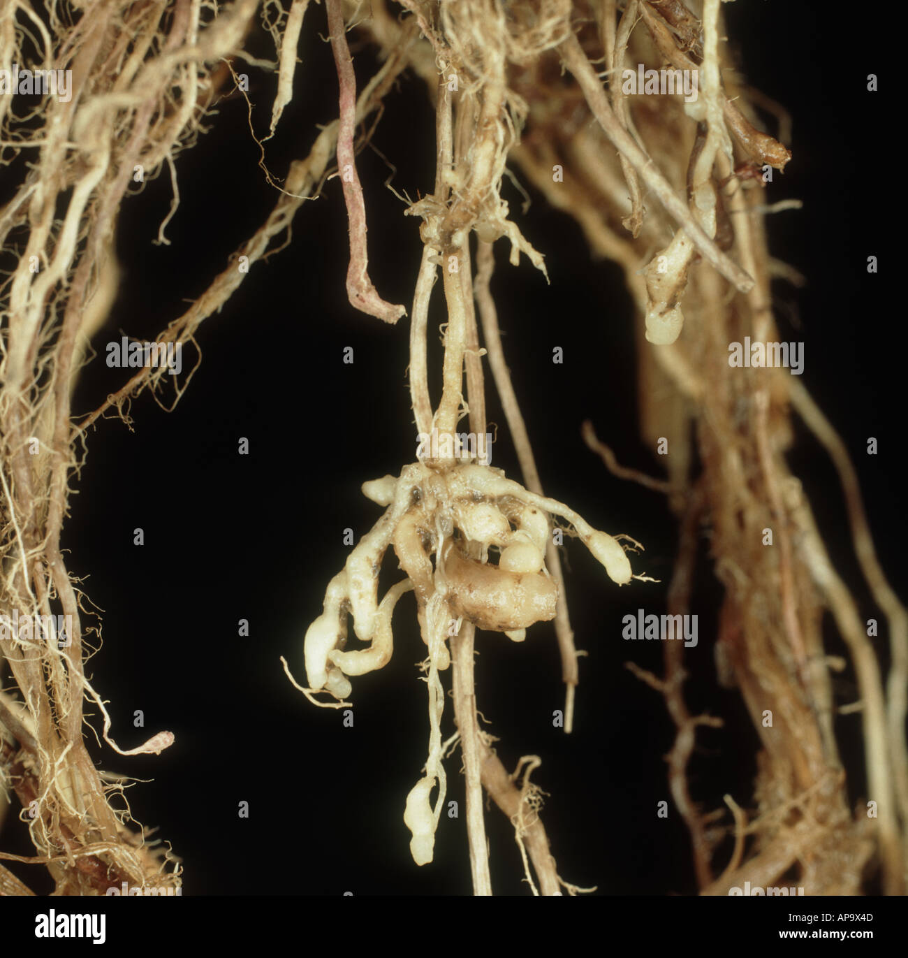 Root nematode Meloidogyne graminocola on rice plant root Stock Photo ...