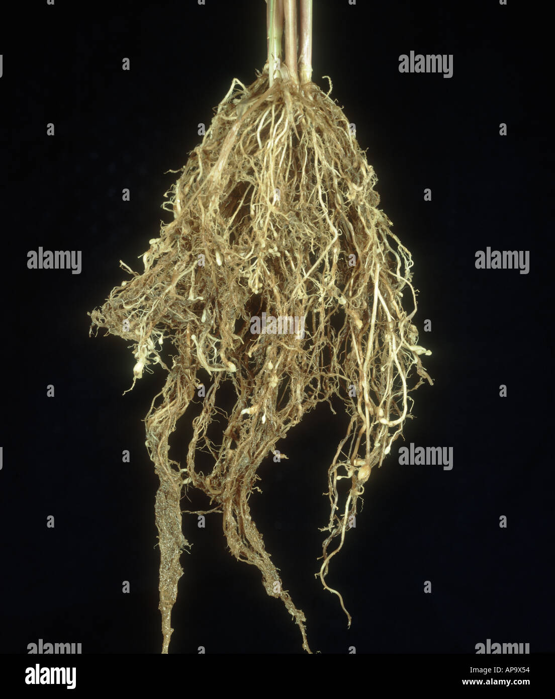 Oryza sativa roots hi-res stock photography and images - Alamy