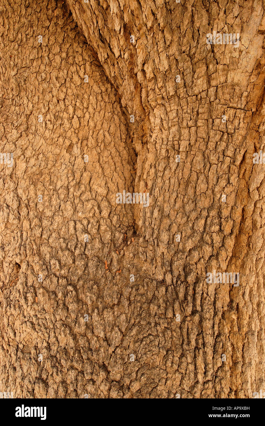 Atlantic pistachio tree hi-res stock photography and images - Alamy