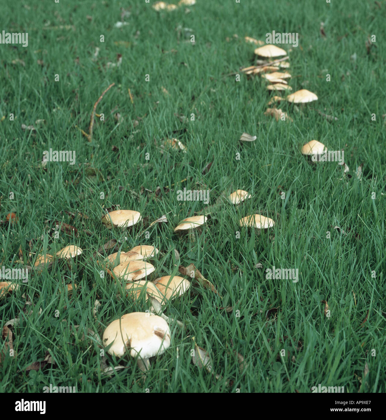 Fairy ring champignon fruiting bodies Marasmius oreades around ...