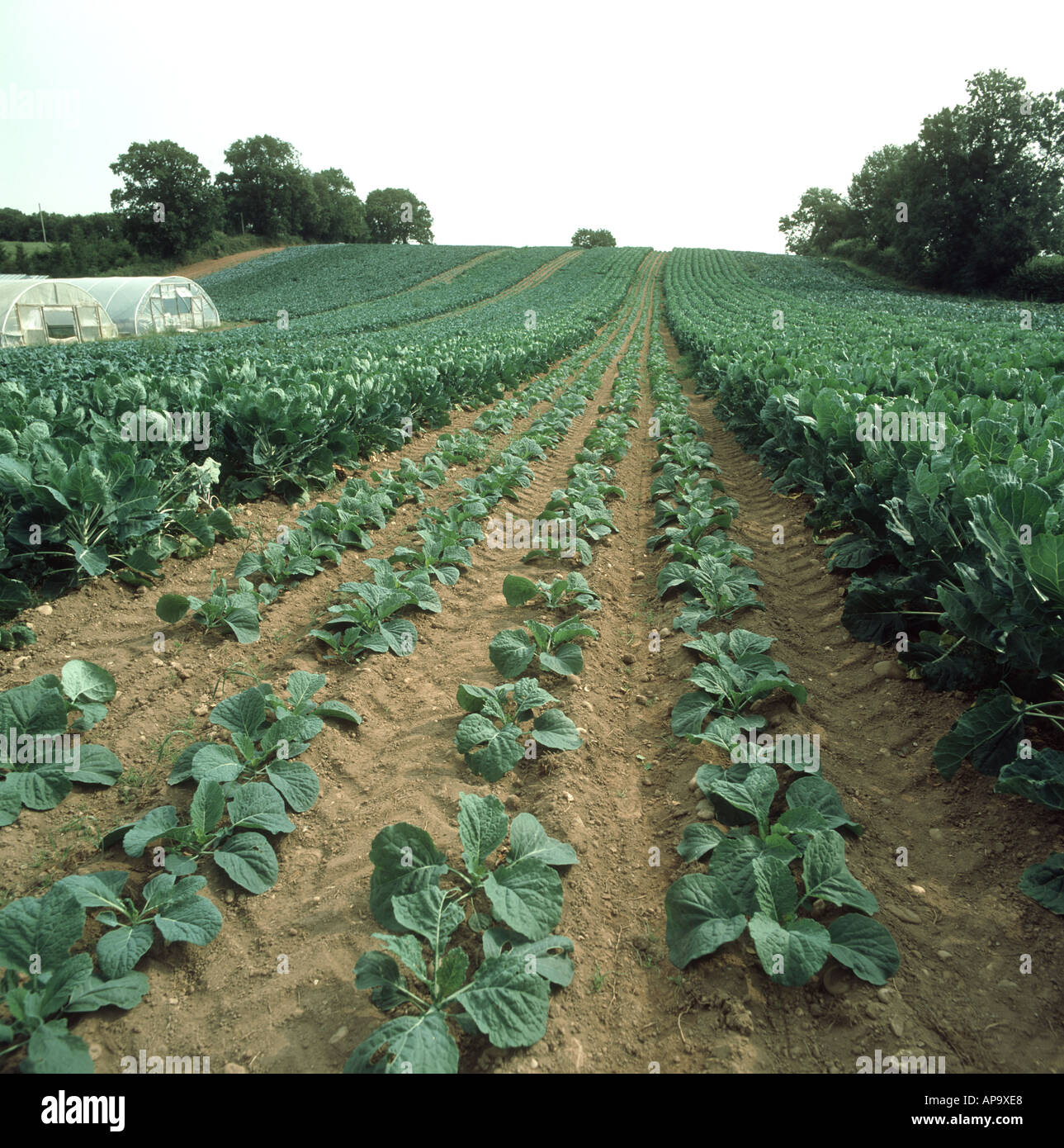 Brassica crops mature and immature in a market garden plot in Devon ...