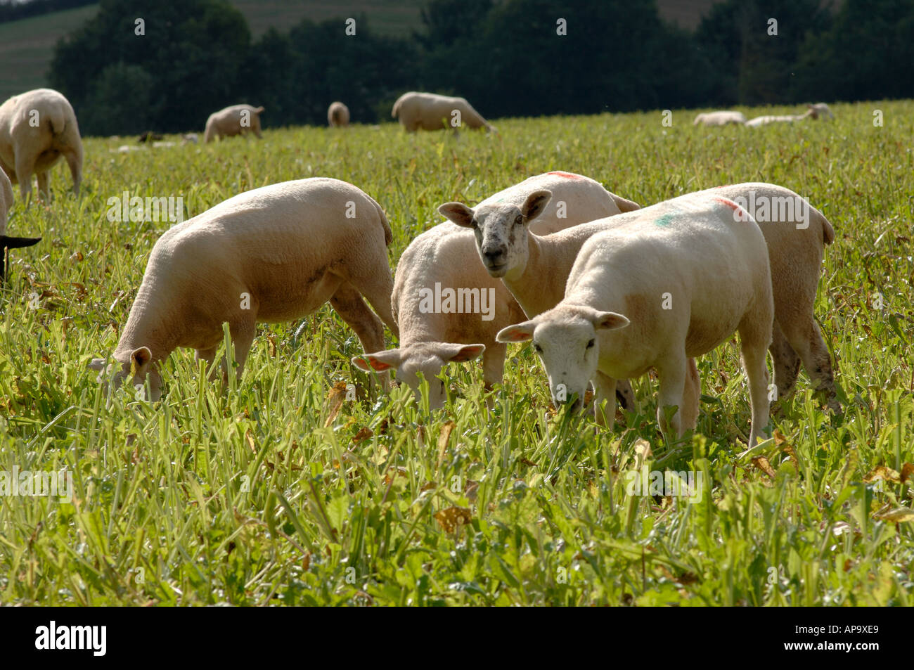 Turnip brassica rapa rapa hi-res stock photography and images - Alamy