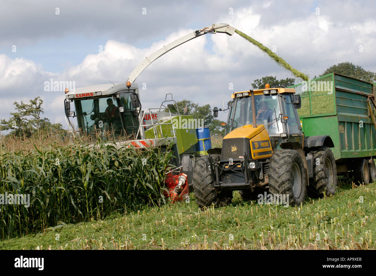 Claas forager foraging maize crop and discharging to tractor and ...