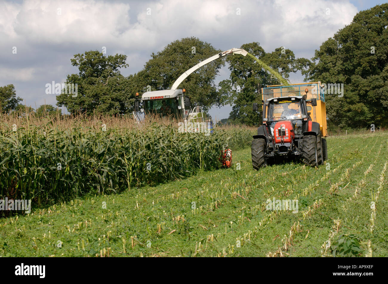 Claas forager foraging maize crop and discharging to tractor and ...