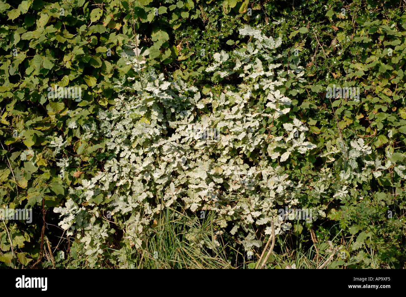 Powdery mildew Microsphaera alphitoides covering small hedge oak tree ...