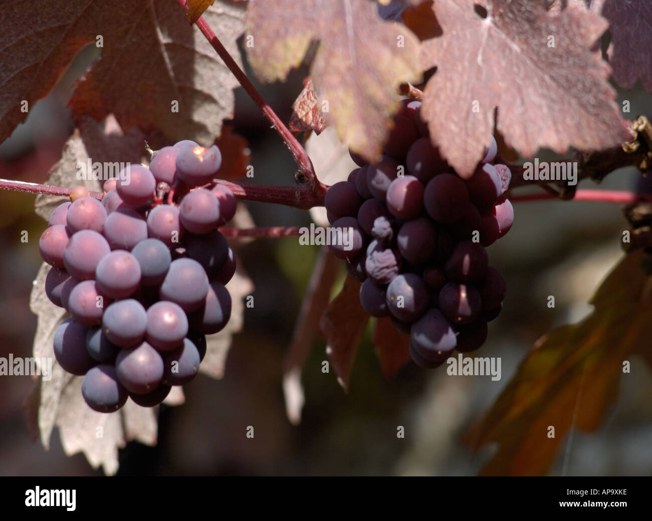 Growing Grapes In Garden Uk High Resolution Stock Photography and ...