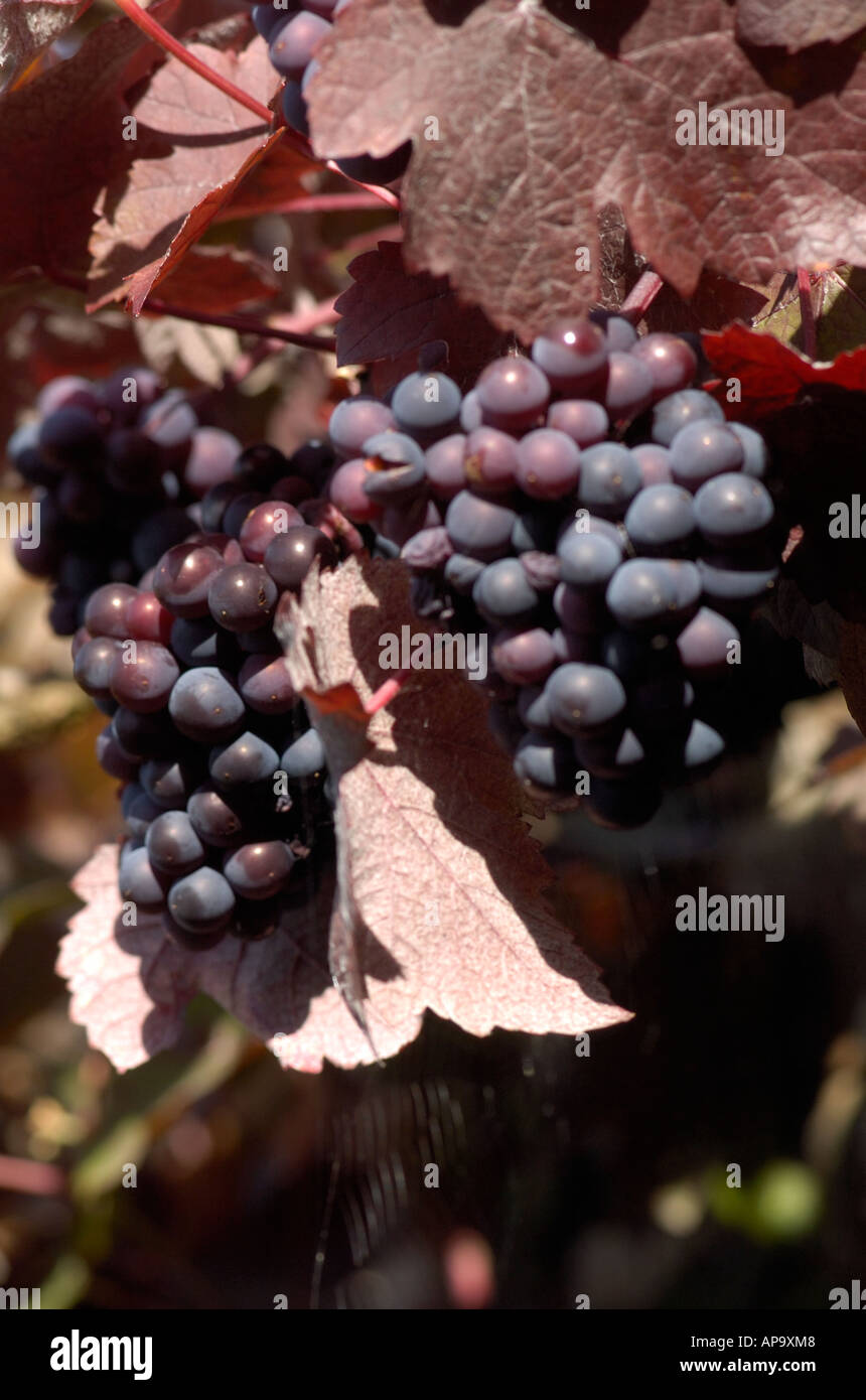 Black Grapes on the vine growing in an English Country Garden, England ...