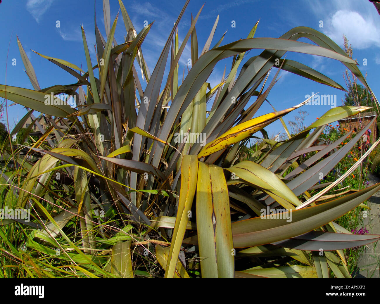 Selection of Broad leaf Grass taken using a fisheye lens Stock Photo ...