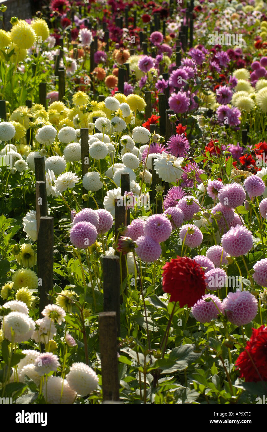 Border of colourful Pom Dahlias in English Country Garden,England, UK ...