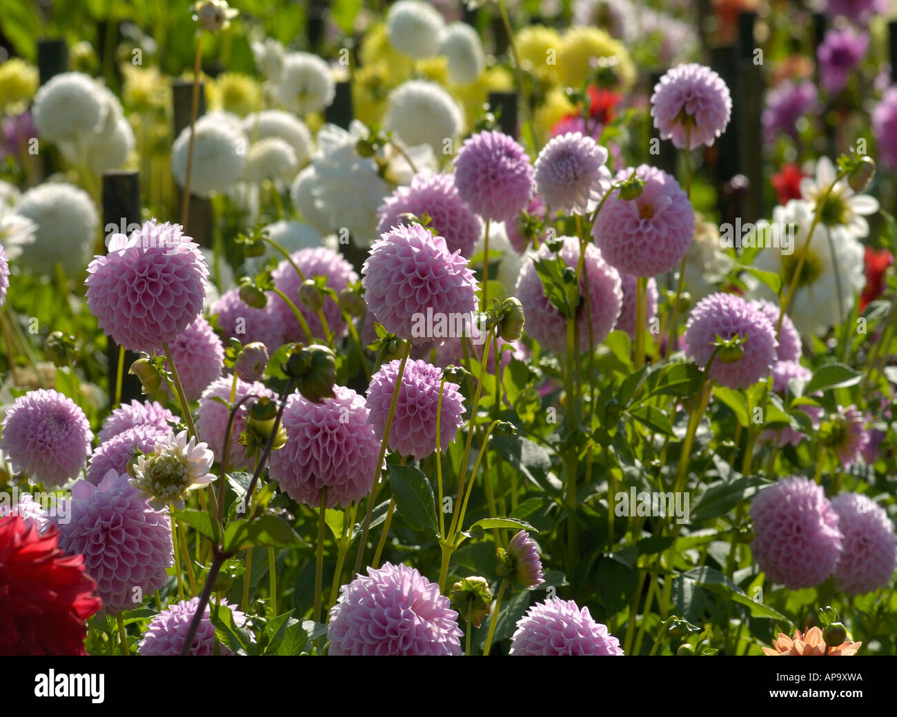 Pom pom flowers hi-res stock photography and images - Alamy