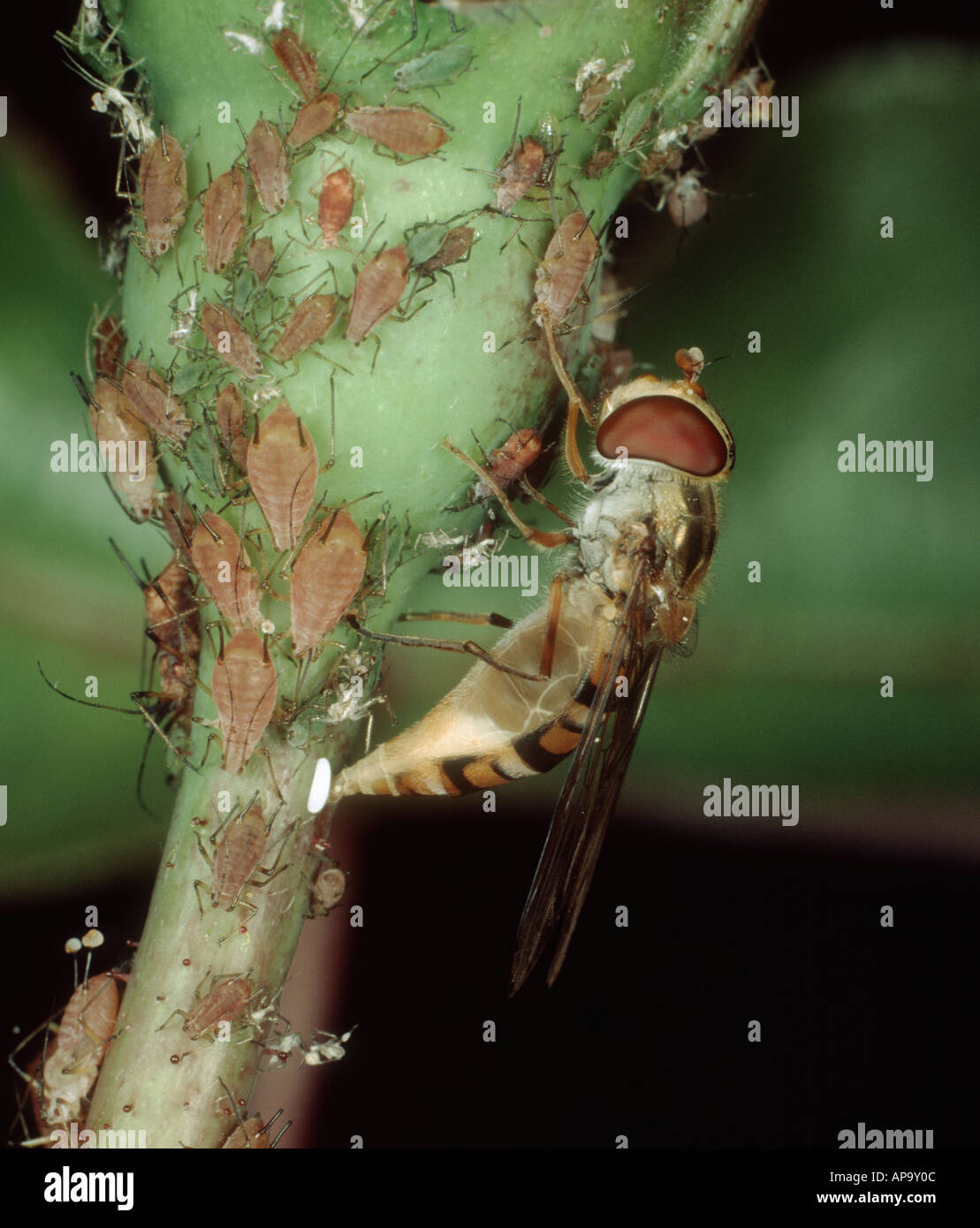 Marmalade hoverfly Episyrphus balteatus female laying her eggs among ...