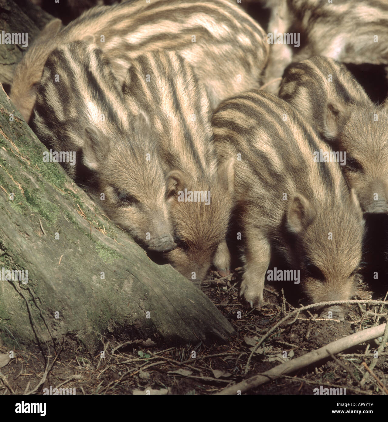 Wild boar piglets in dappled light of a woodland setting Stock Photo ...