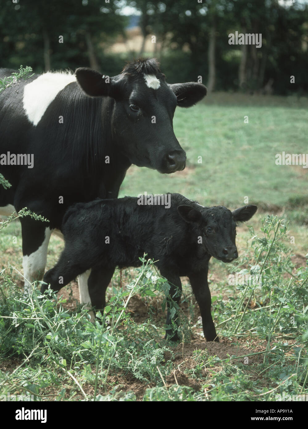 Angus Cow With Calf High Resolution Stock Photography and Images - Alamy