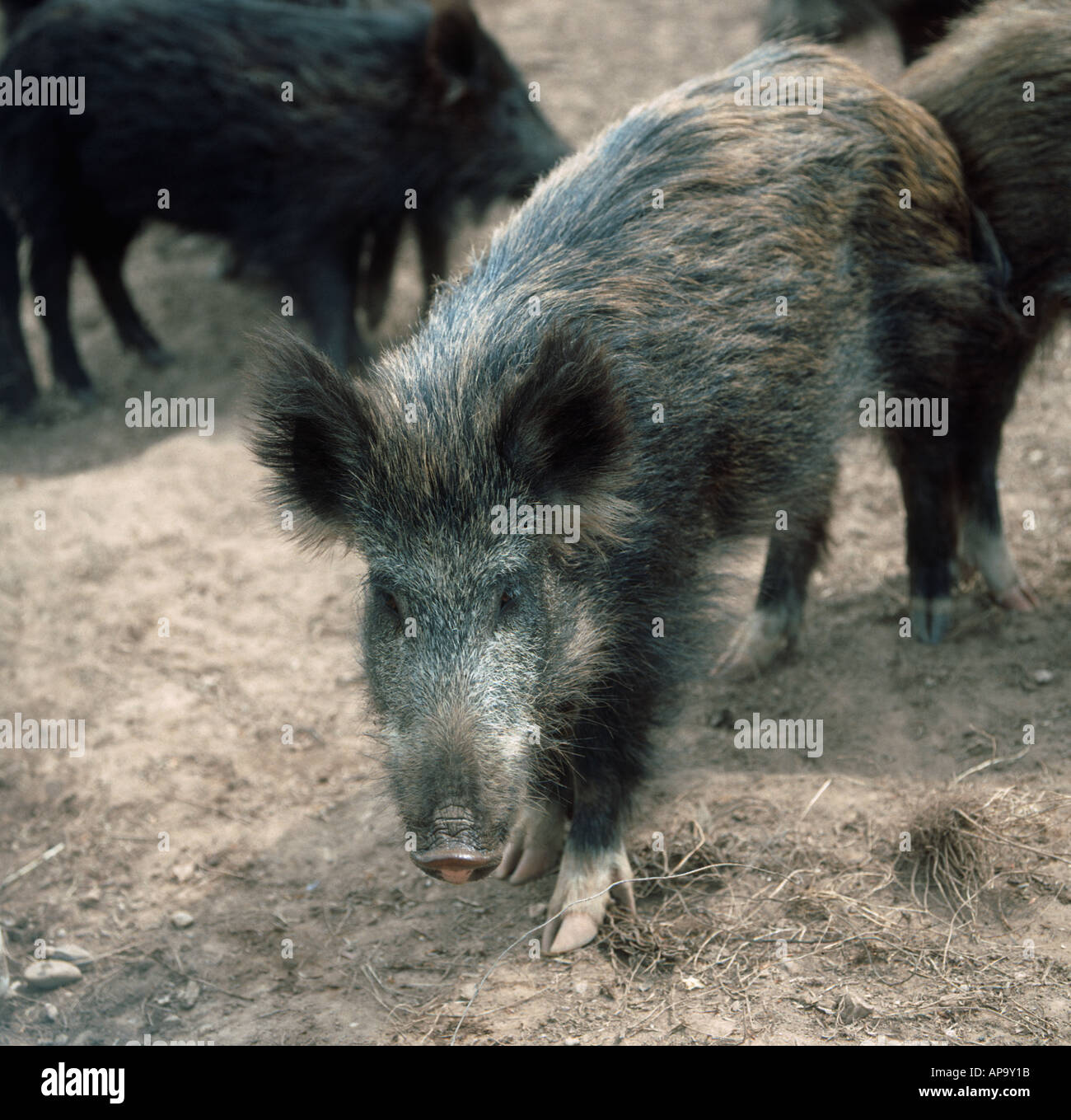 Wild boar finishing animal on pasture on a Devon farm Stock Photo - Alamy