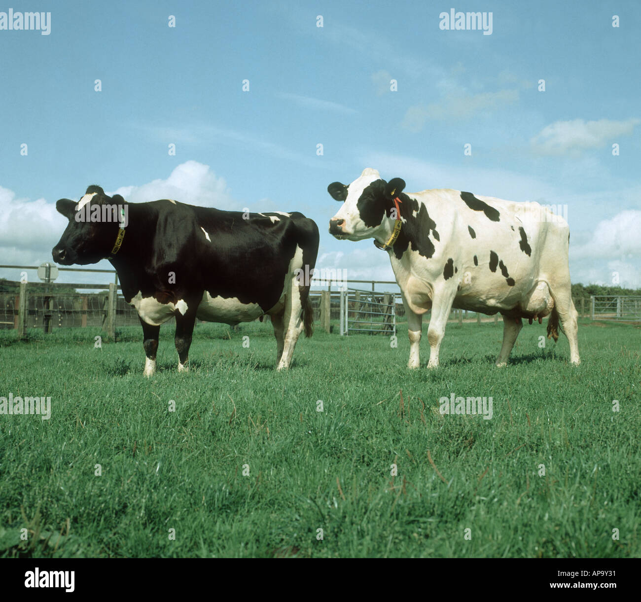 Cow Bos taurus two cows one light markings one with dark markings ...