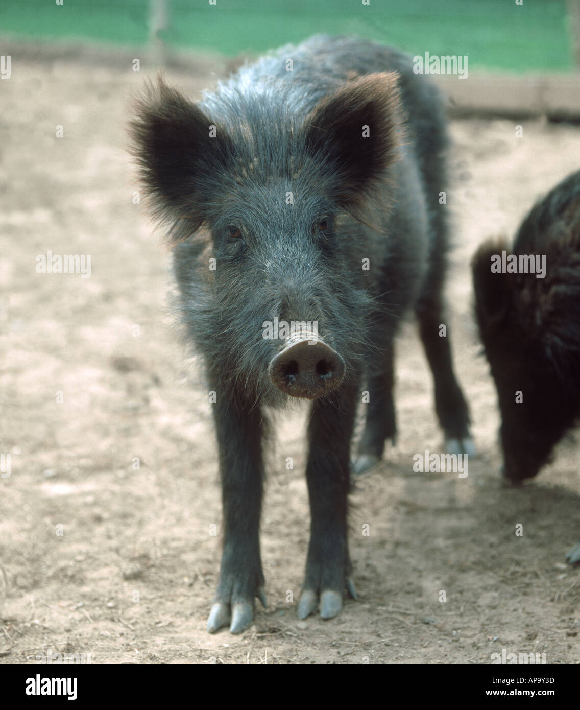 Young wild boar fattening animal at Parklands Farm Devon Stock Photo ...