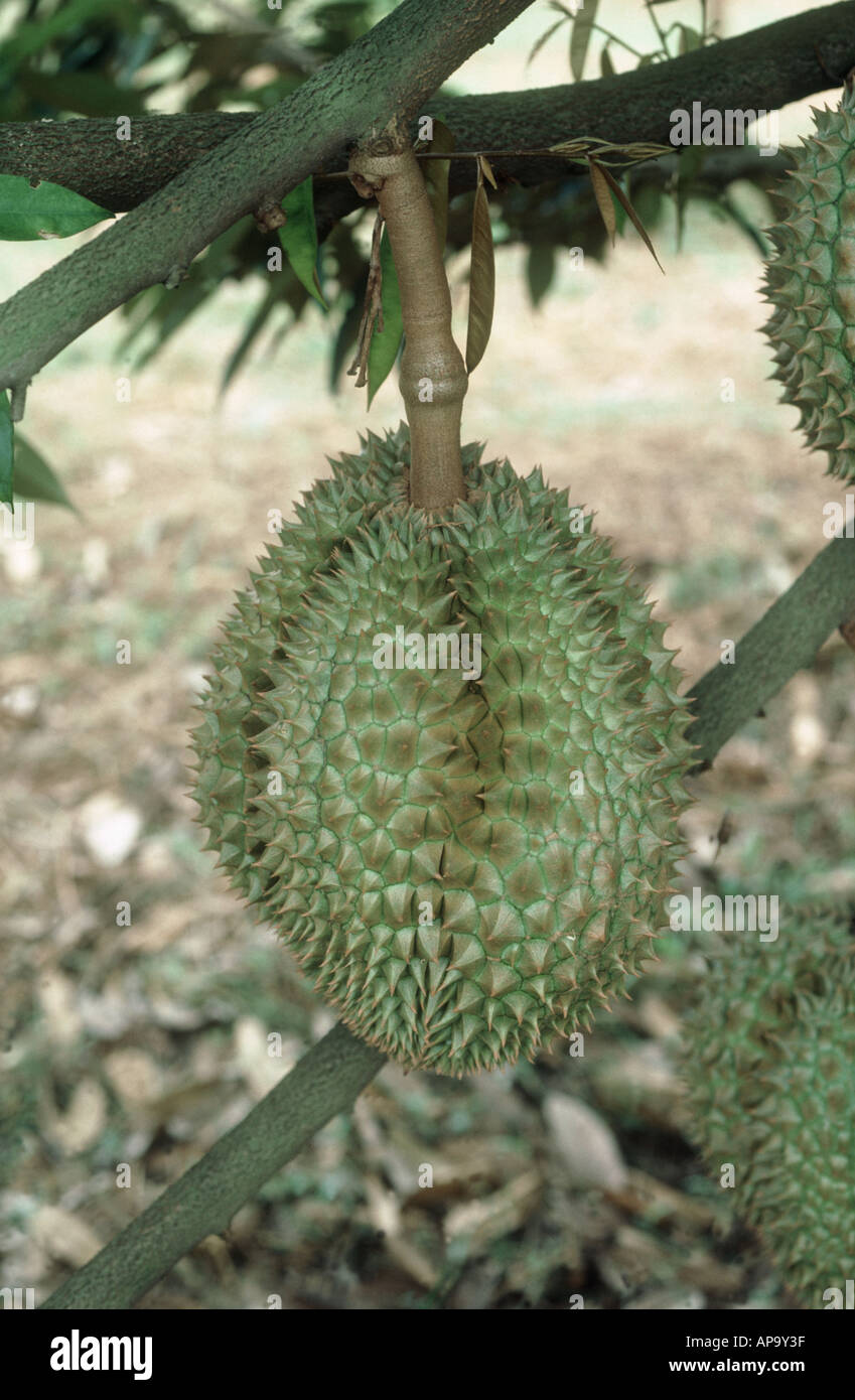 Durian tree hi-res stock photography and images - Alamy