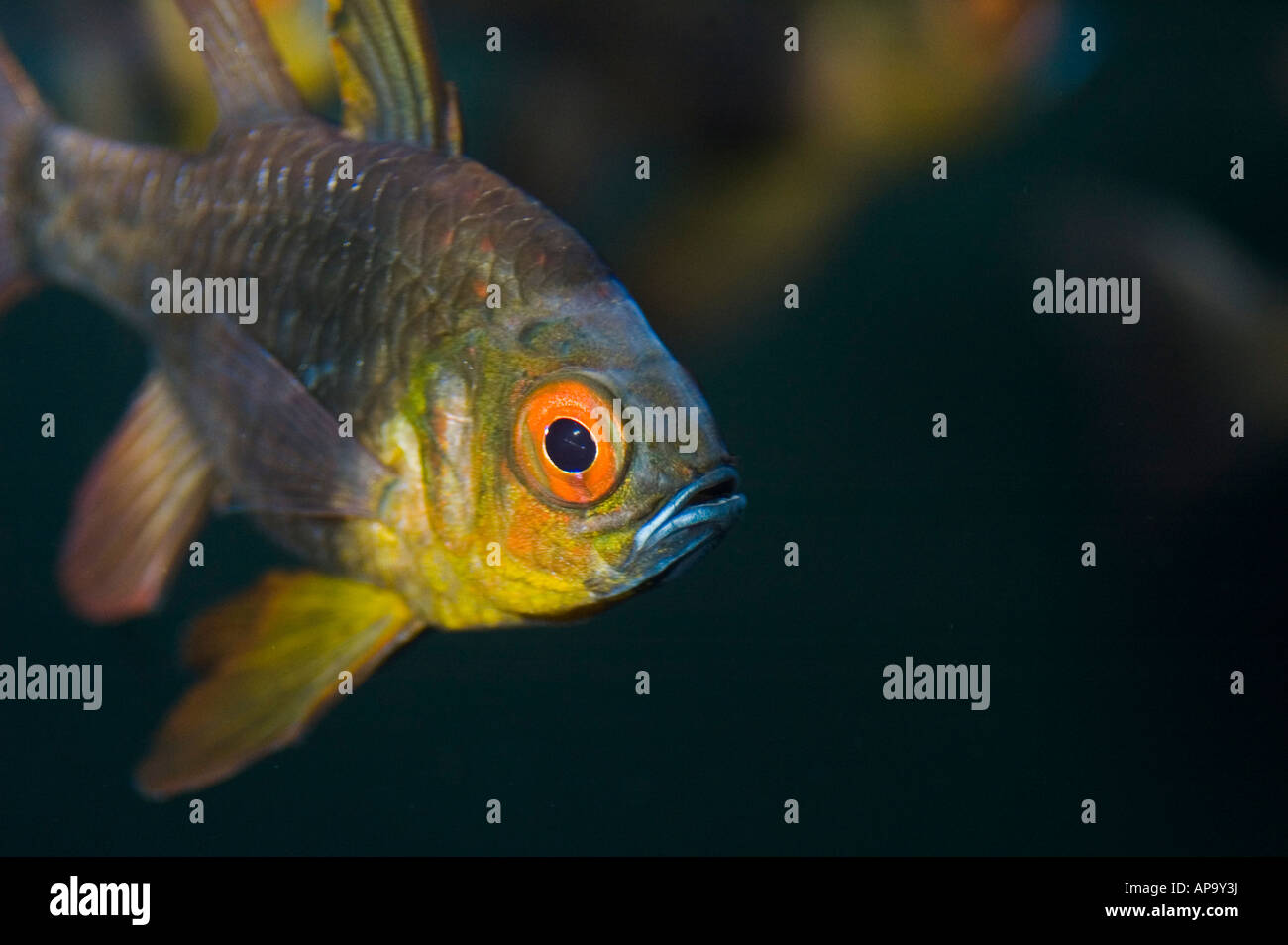 orange eyed fish Stock Photo - Alamy