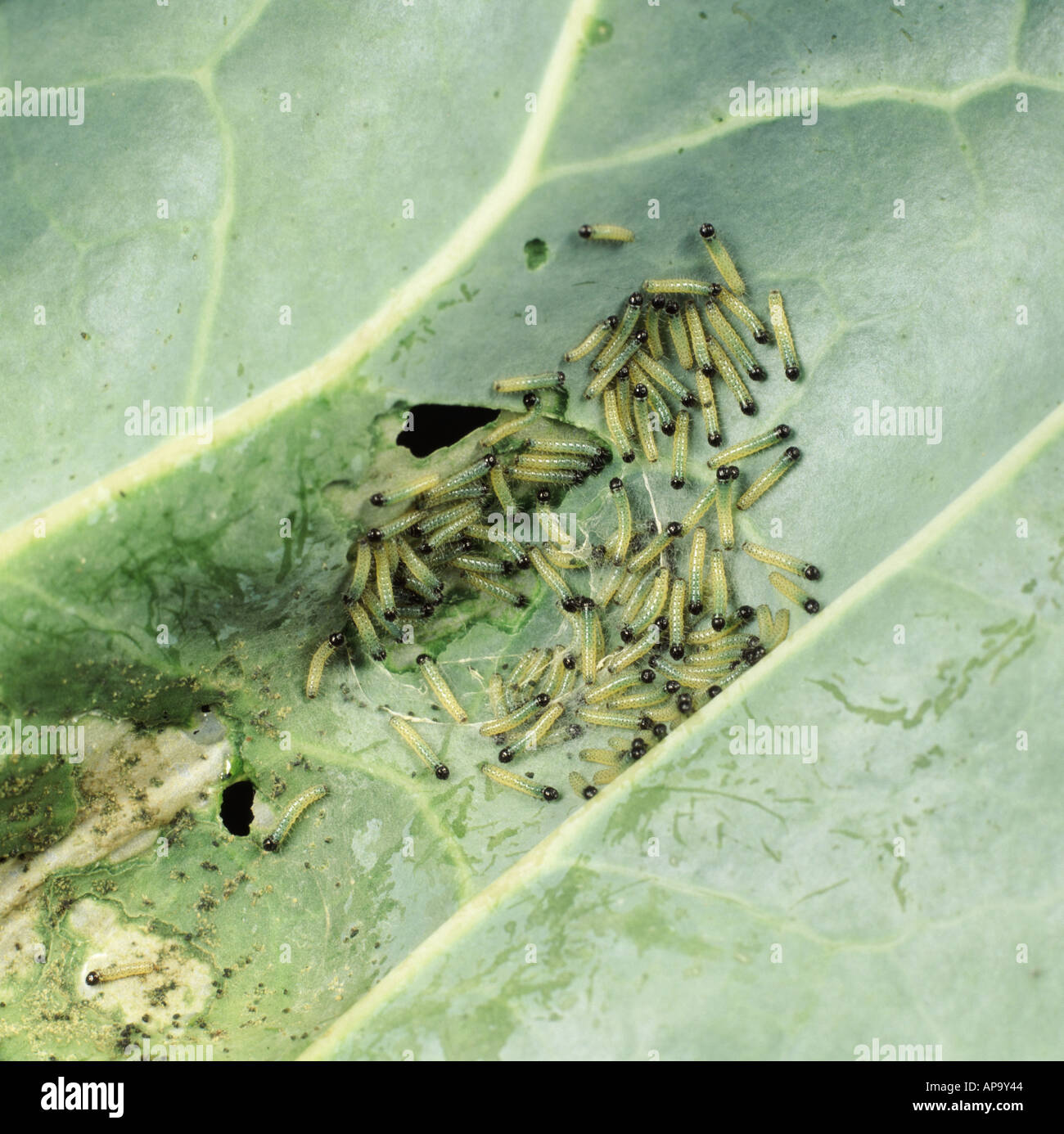 Large white butterfly Pieris brassicae early instar larvae in group on ...