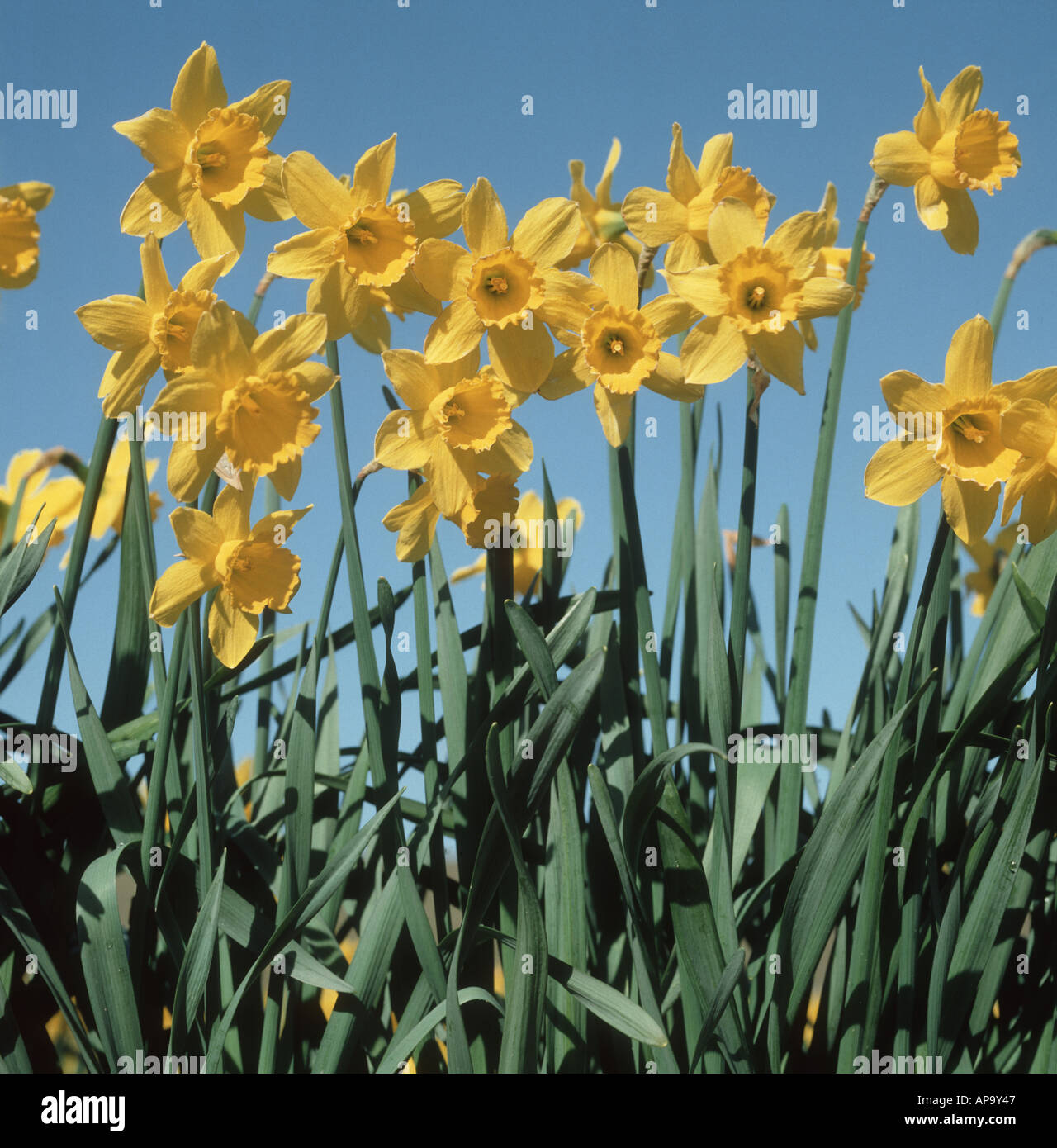 Daffodils Narcissus sp crop in full flower and against a blue spring ...