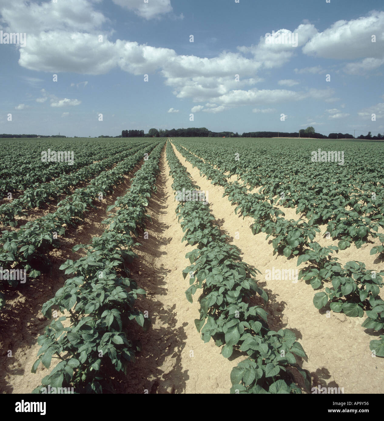 Potato solanum tuberosum crop ridges hi-res stock photography and ...