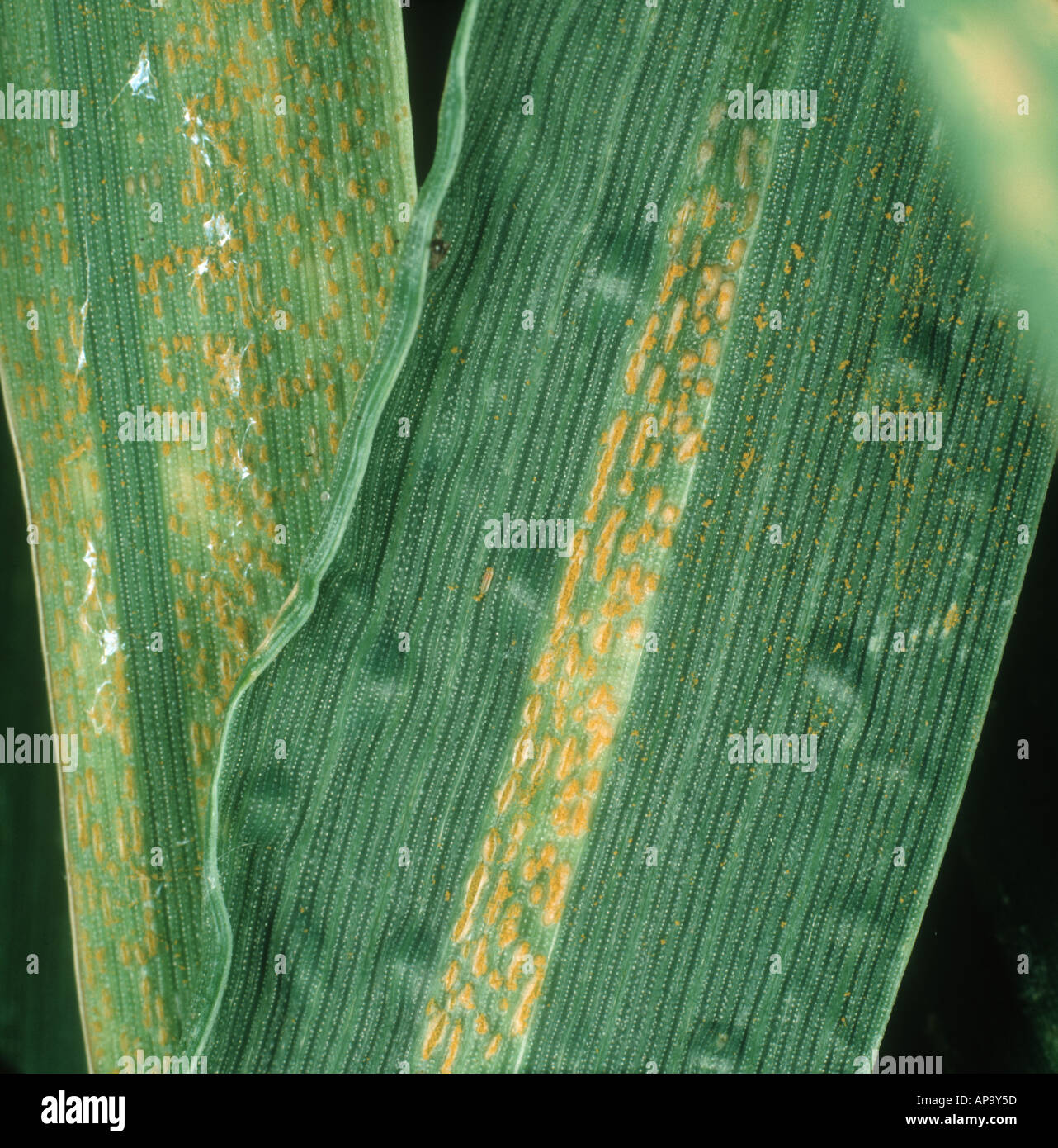 Yellow rust or stripe rust Puccinia striiformis line of pustules on ...